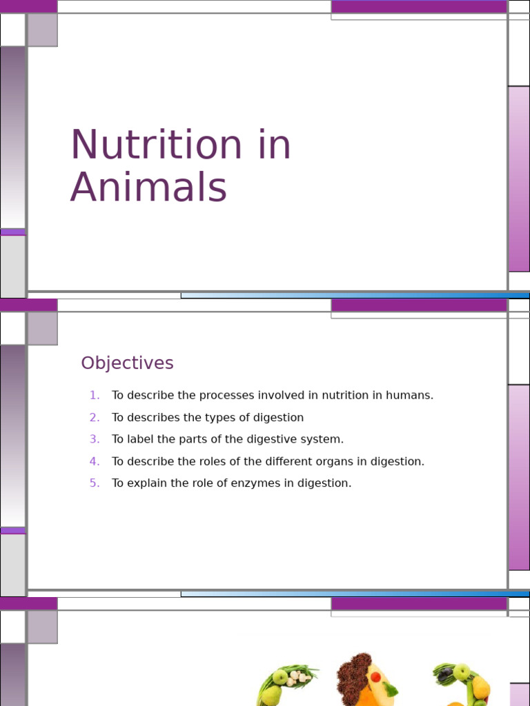 Nutrition in Animals | PDF | Digestion | Stomach