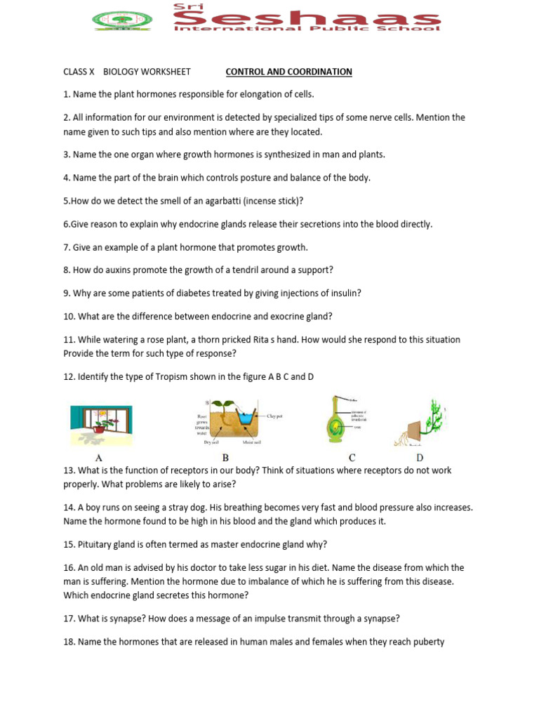 Class X Biology Worksheet Control and Coordination | PDF | Nervous ...