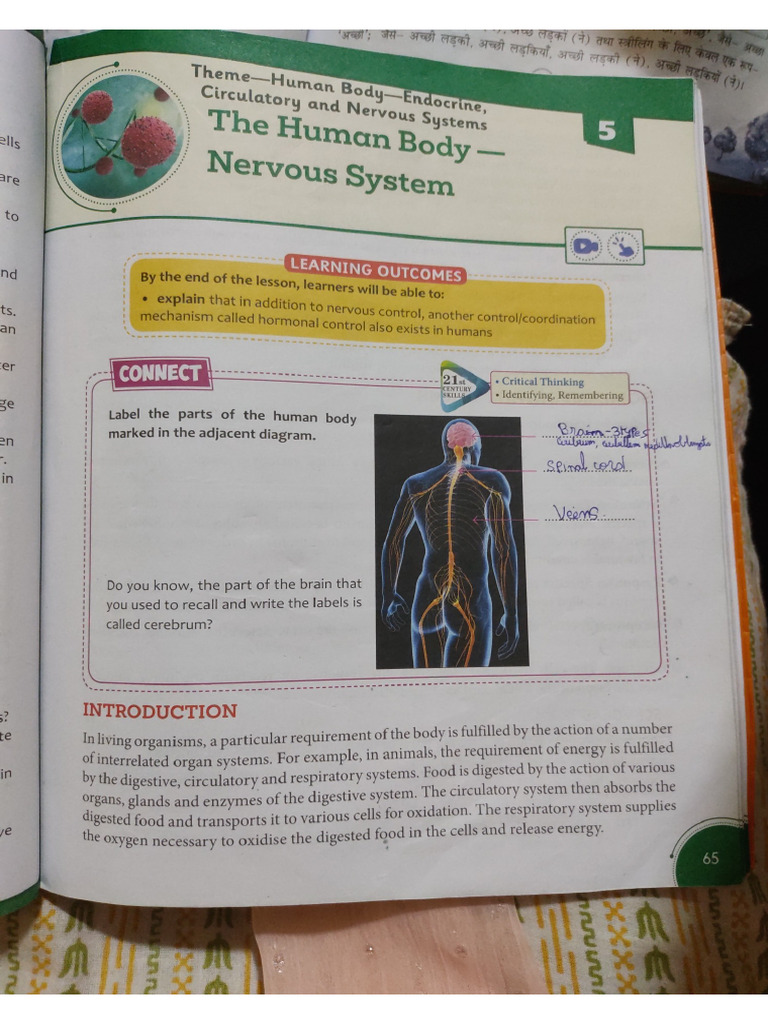 Human Body - Nervous System | PDF
