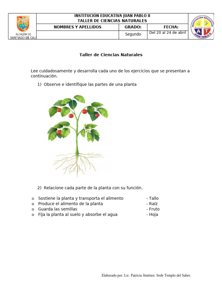 Gr. 2. Taller CN2. Plantasyexperimento | PDF | Botánica | Plantas