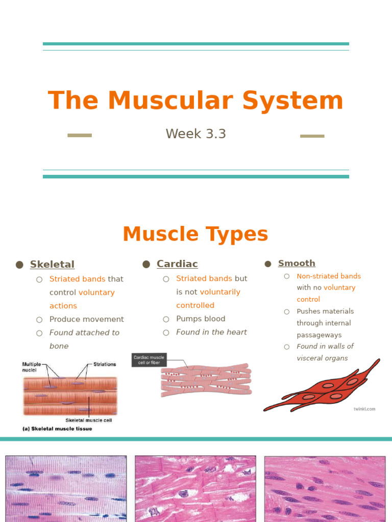 Anatomy of Skeletal Muscle Structure | PDF | Muscle Contraction ...