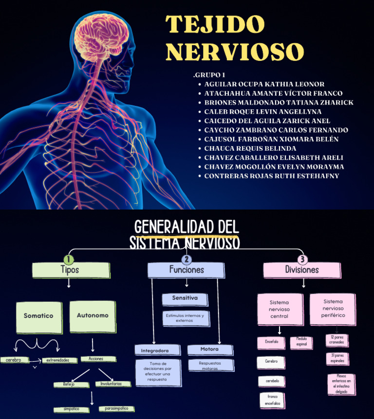 The Nervous Systems Education Presentation Blue Animated Style | PDF ...