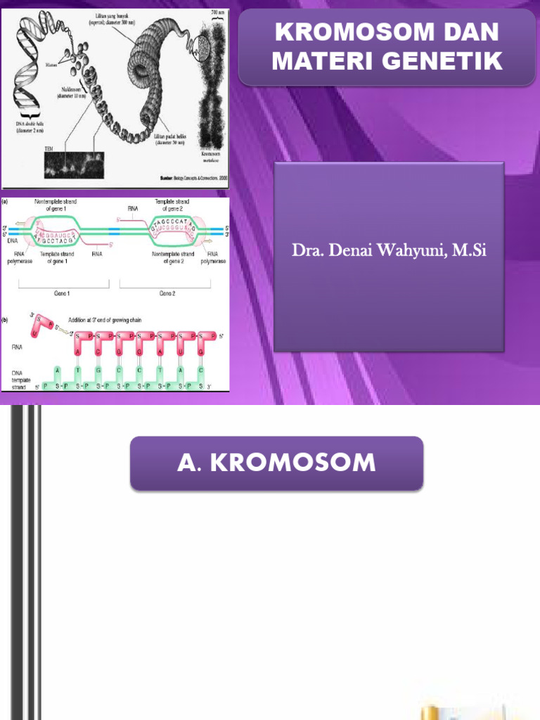 Kromosom Dan Materi Genetik | PDF