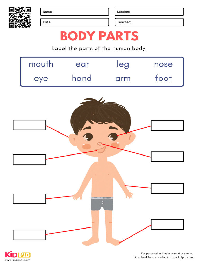 Body Parts Worksheet For Kindergarten D5cevm | PDF