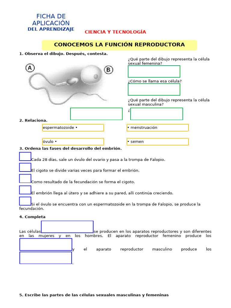 Células Sexuales y Reproducción Humana | PDF | Fertilización | Biología ...