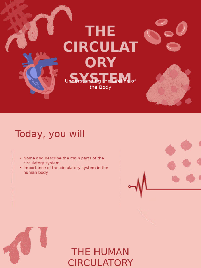 The Circulatory System | PDF | Circulatory System | Blood