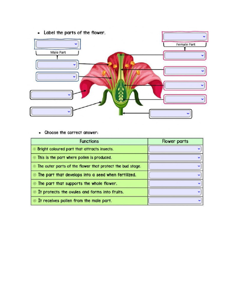 Flower Part | PDF