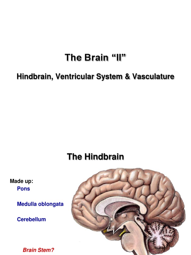 The Brain “II”: Hindbrain, Ventricular System & Vasculature | Brainstem ...