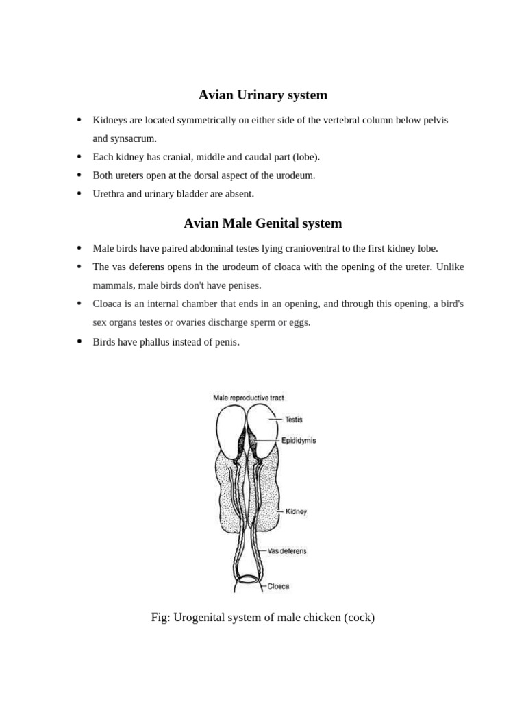 Avian Urinary and Reproductive Systems | PDF