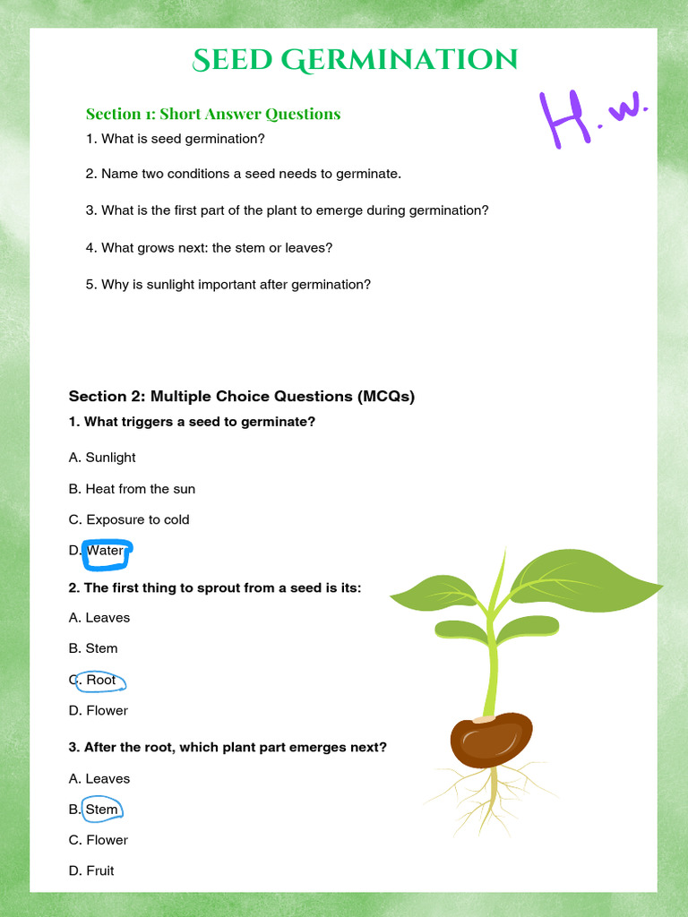 Seed Germination Worksheet for Kids | PDF