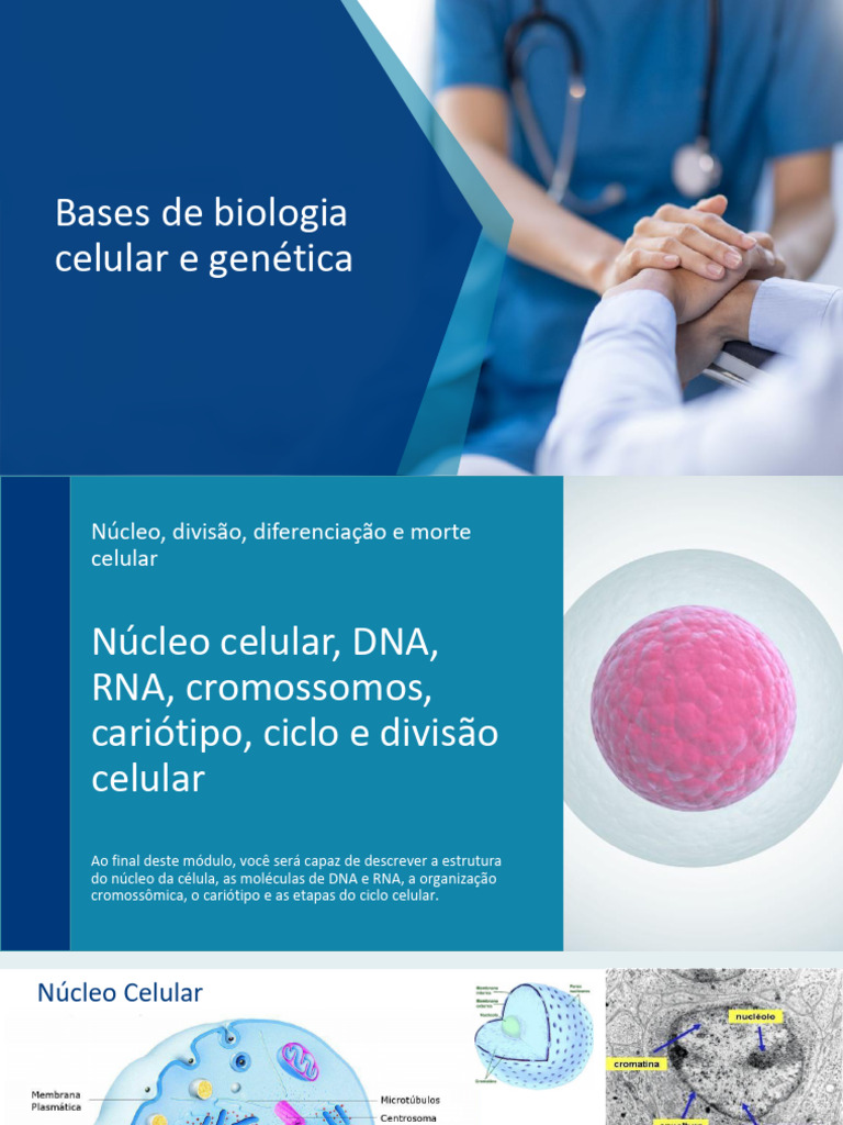 AM - Aula 05 - N Cleo e Ciclo Celular | PDF | Meiose | Mitose