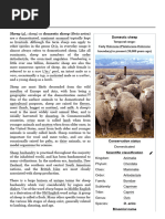 All About Sheep | PDF