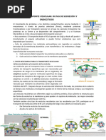 Tráfico Vesicular en Células | PDF | Biología Celular | Bioquímica