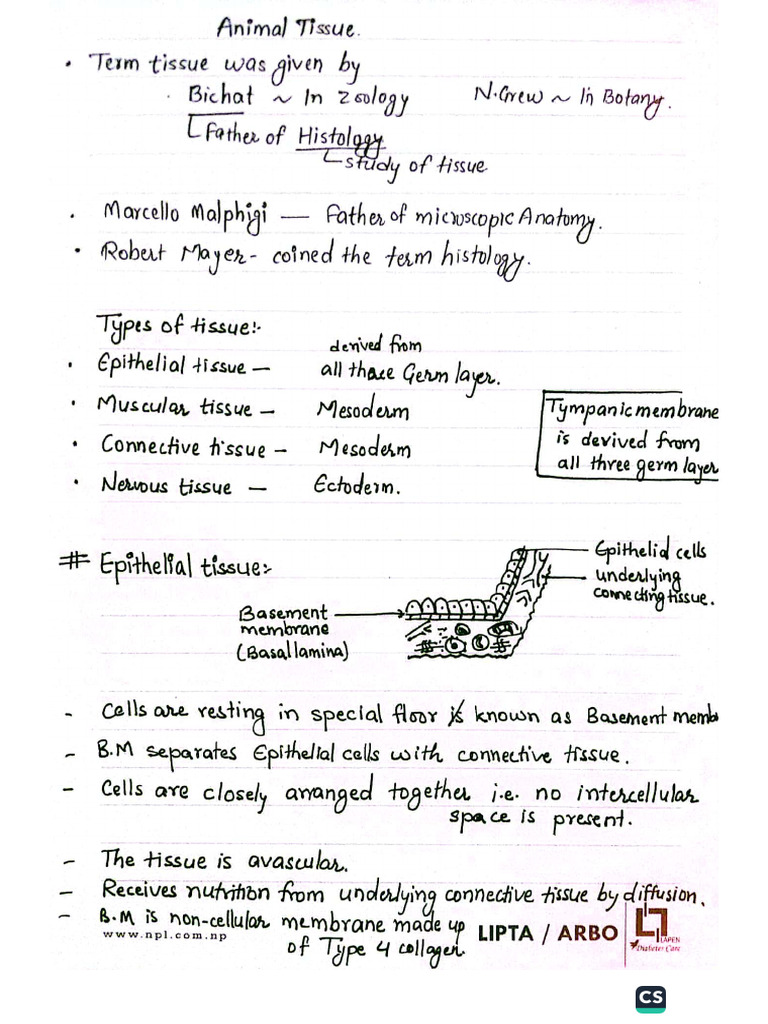 Animal Tissue | PDF