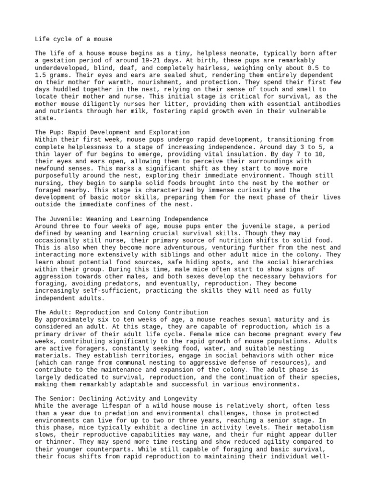 Life Cycle of A Mouse Essay | PDF | Mouse | Zoology