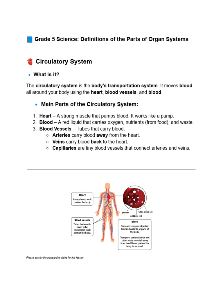 Grade 5 Organ Systems Overview | PDF | Human Body | Circulatory System