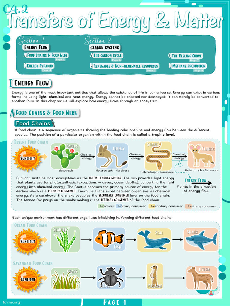 Transfers of Energy & Matter | PDF | Food Web | Primary Production