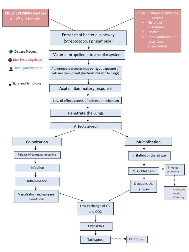 Pathophysiology of Pneumonia | PDF | Pneumonia | Respiratory Tract