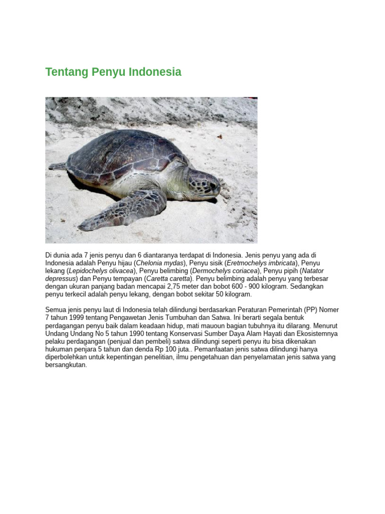 Tentang Penyu Indonesia | PDF