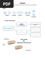 Mitose E Meiose Desenhos Pdf