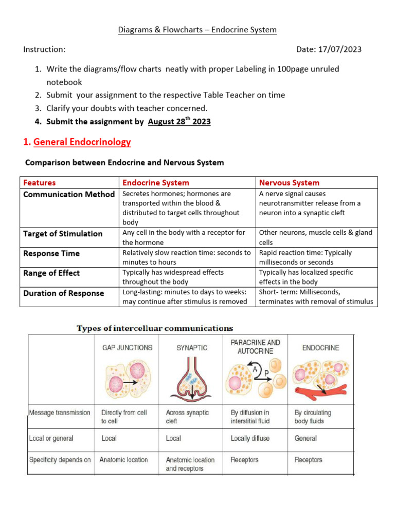 Endocrine System Flowchart Guide | PDF | Endocrine System | Hormone