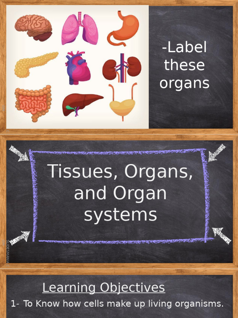 Tissues and Organs Final | PDF | Human Body | Digestion