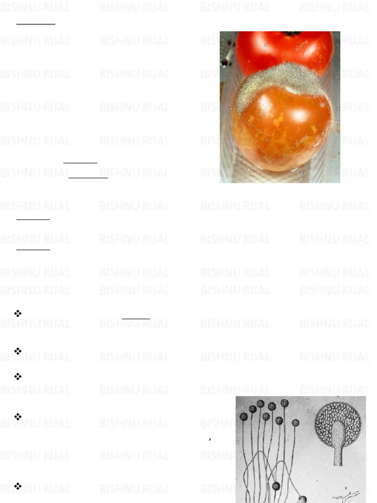Mucor: Characteristics and Reproduction | PDF | Ploidy | Fungus