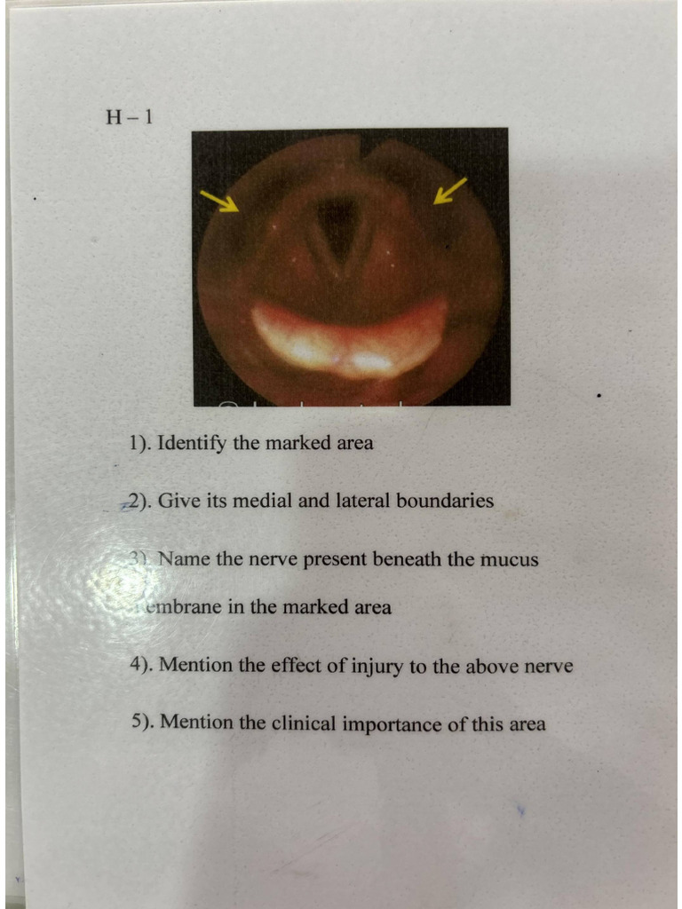 Clinical Charts Head and Neck | PDF