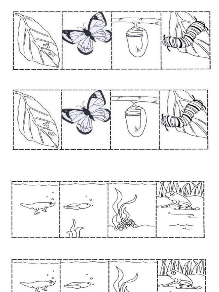 Ciclo de Vida de Los Animales | PDF