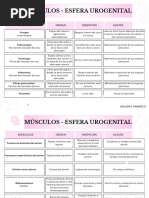 Anatomía del músculo elevador del ano | PDF | Pelvis