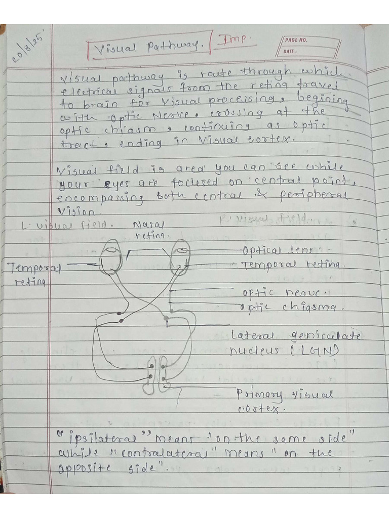 Physiology 2nd Internal | PDF