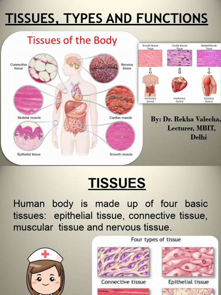 Tissues Types and Functions | PDF | Epithelium | Muscle