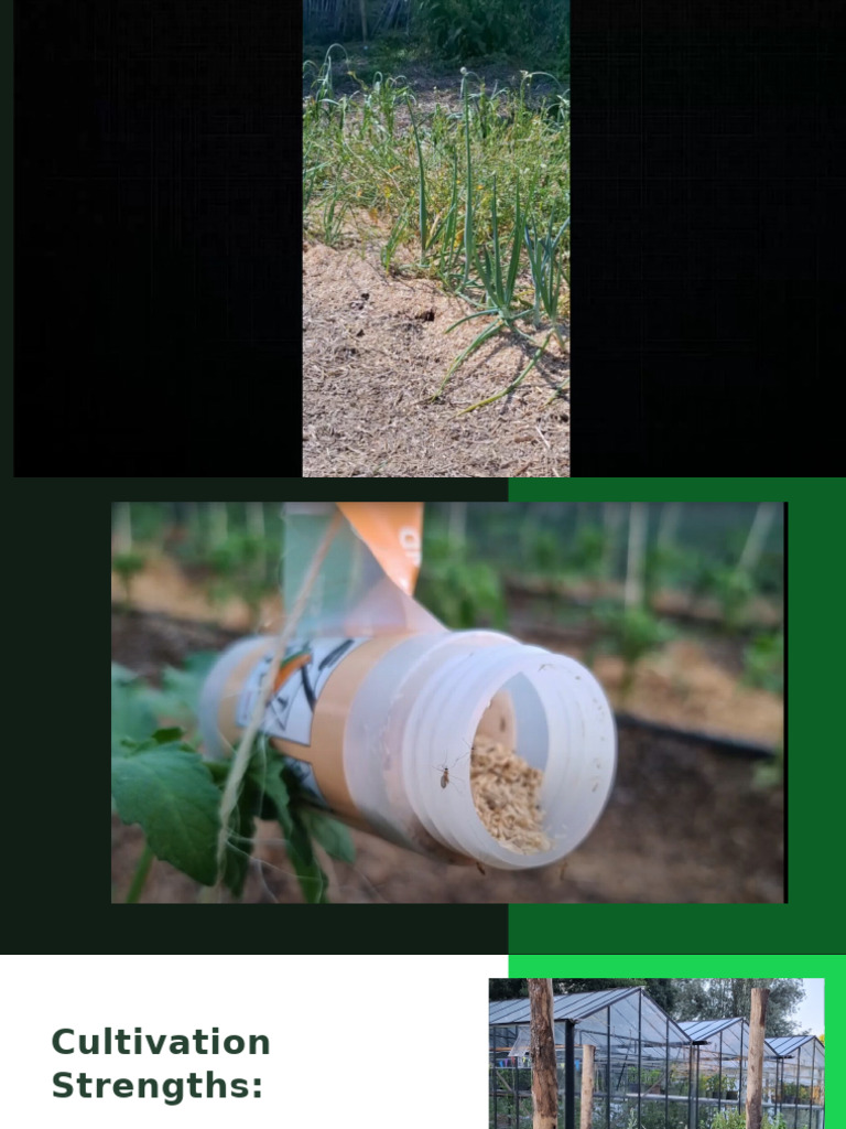 Intern Presentation Part 2. Intern at Company X in The Netherlands. | PDF