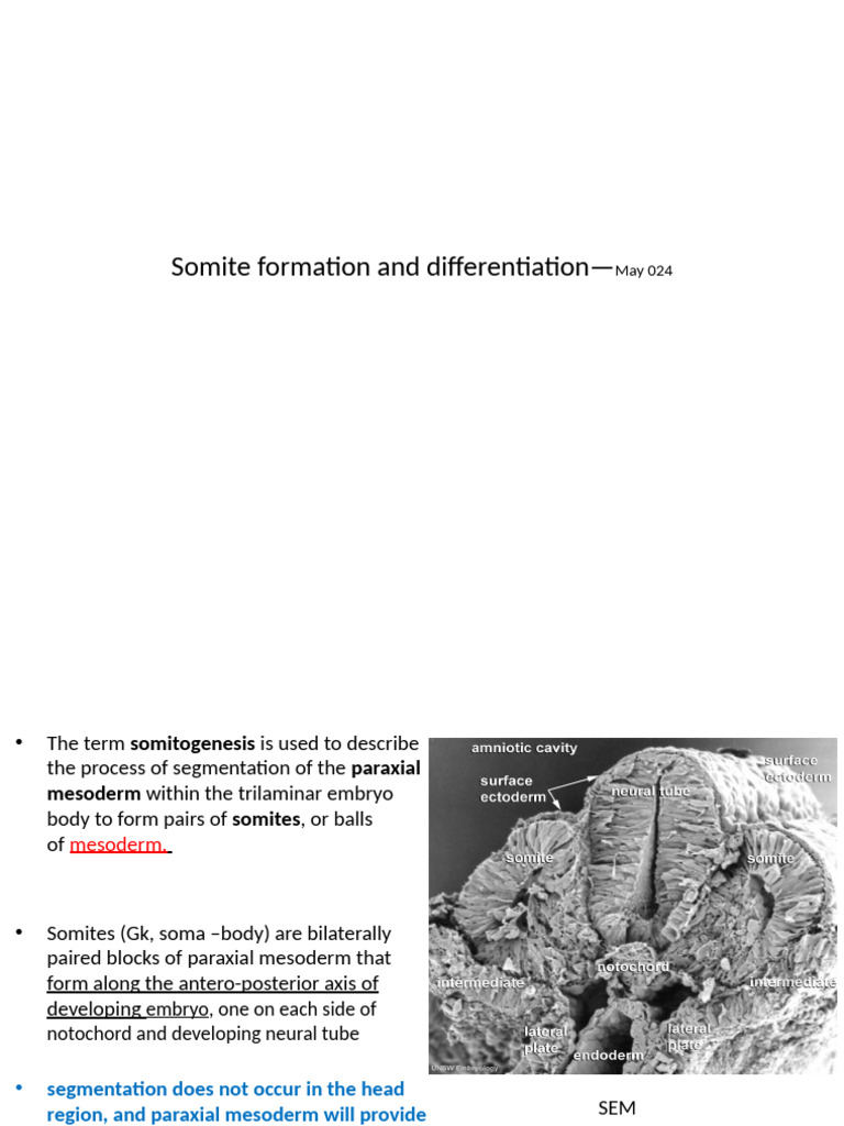 Somite Formation and Differentiation - May 024 | PDF | Anatomy ...