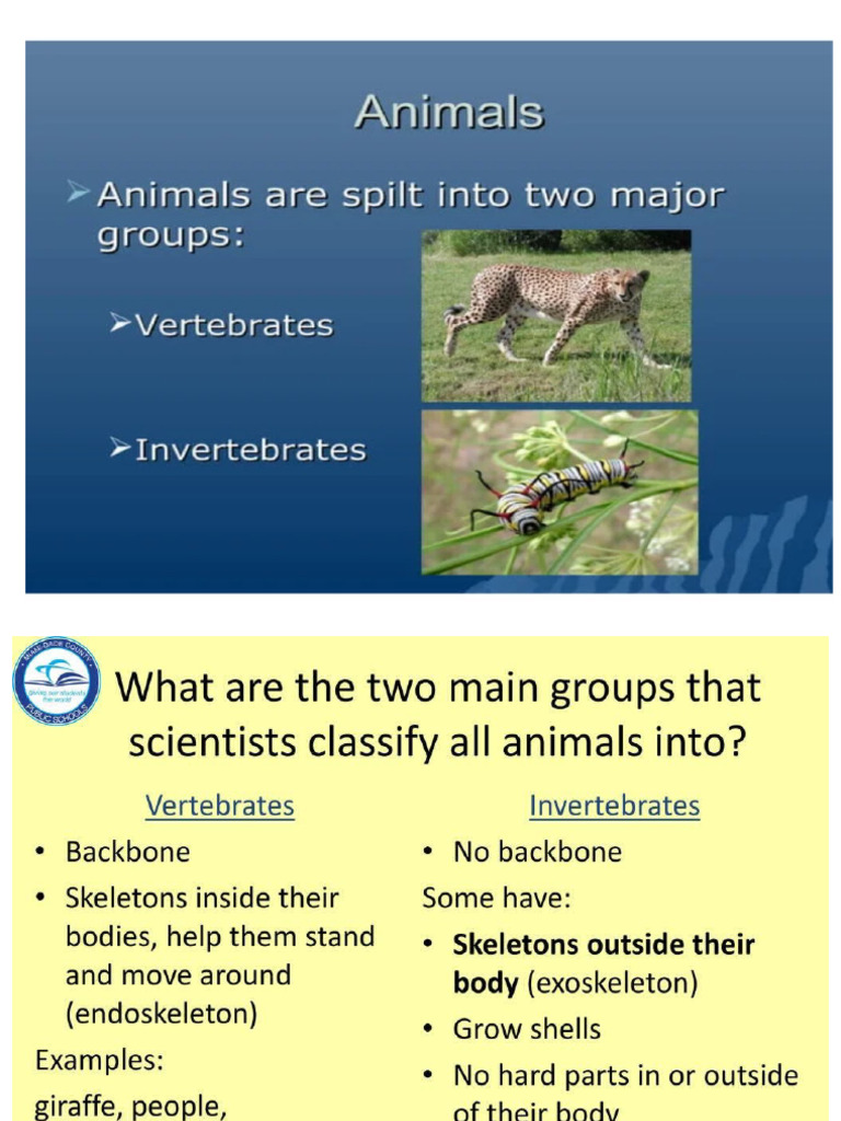 Classification of Animals Grade 3 | PDF