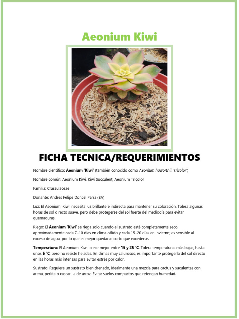 Aeonium Kiwi | PDF | Arroz | Plantas