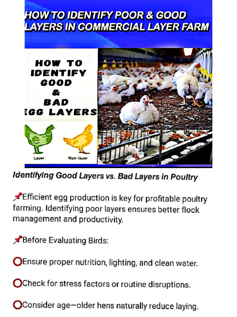 How To Identity Laying Hen & Culling | PDF