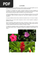 Plantas Endémicas de República Dominicana | PDF | Flores | República ...
