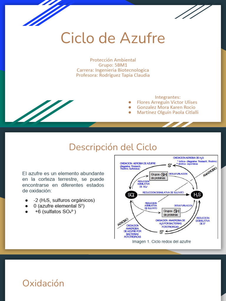 Equipo 4 - Ciclo de Azufre | PDF | Oxígeno | Las bacterias