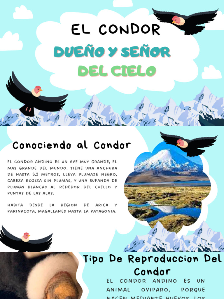El Condor | PDF | Zoología | Aves holarctic