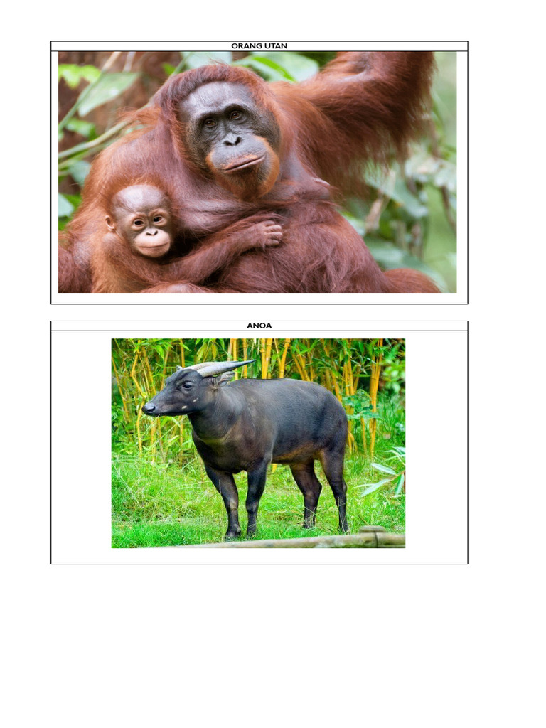 Flashcard - Animals Native To Indonesia | PDF | Rhinoceros | Zoology