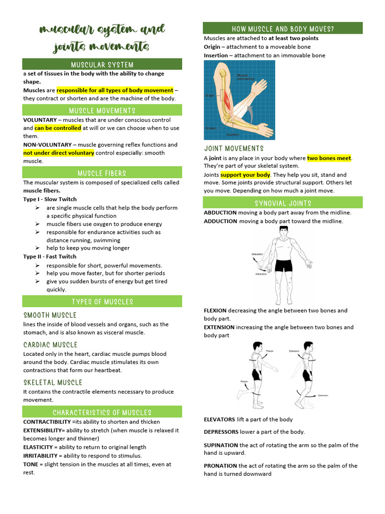 Understanding Muscle Types and Movements | PDF | Anatomical Terms Of ...