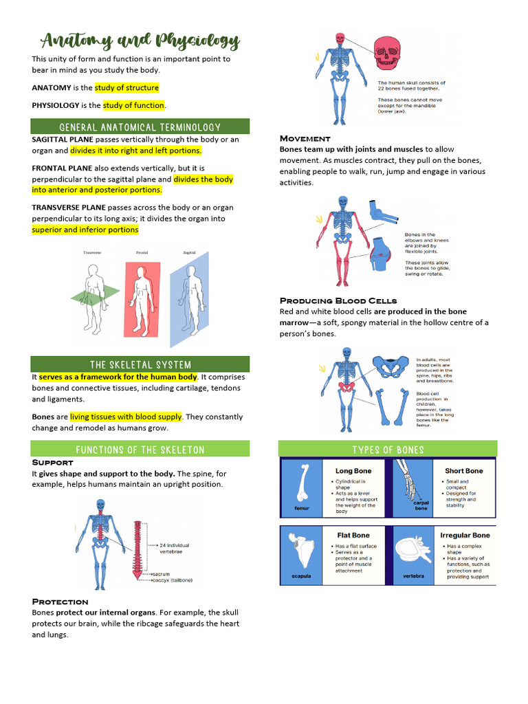 MIDTERMS LESSON 1 Anatomy and Physiology | PDF | Vertebra | Bone