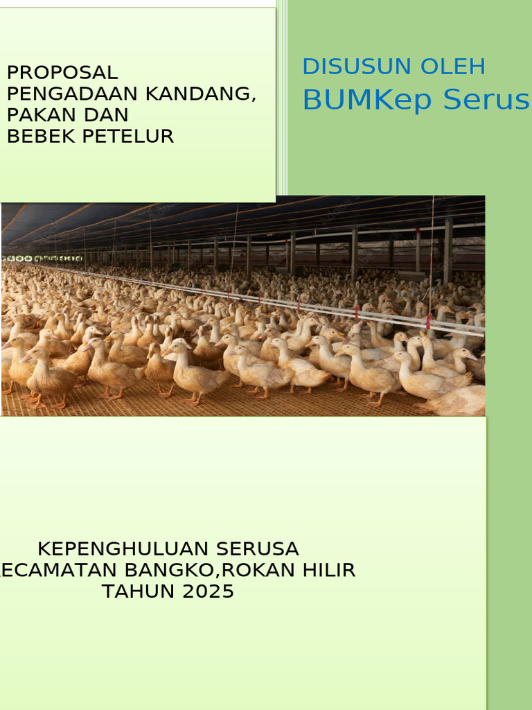 Contoh Kandang Bebek Petelur Sederhana | PDF