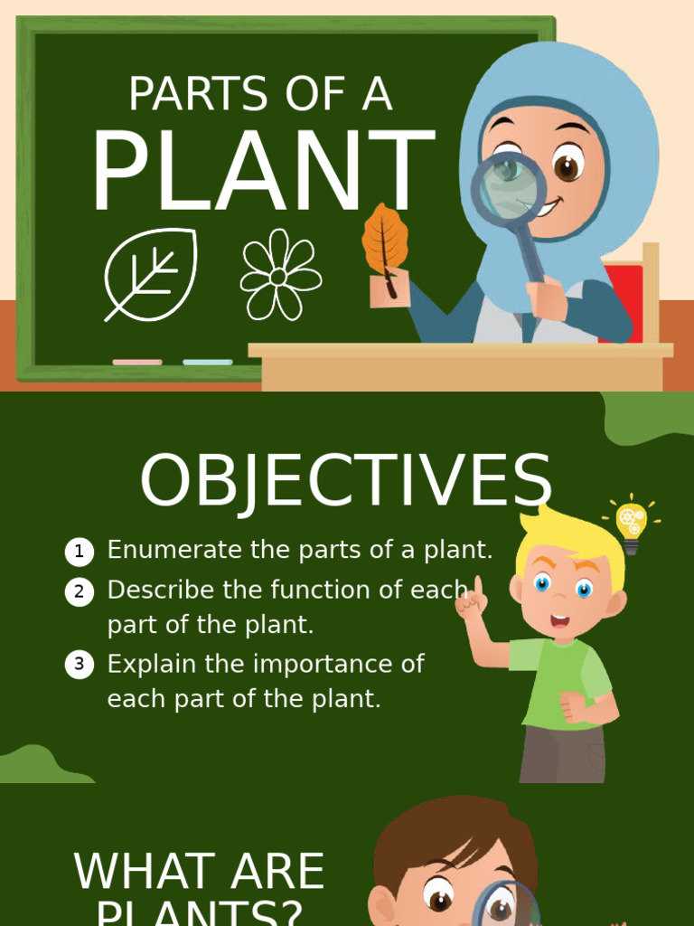 Colorful Parts of Plants Explained | PDF | Leaf | Petal