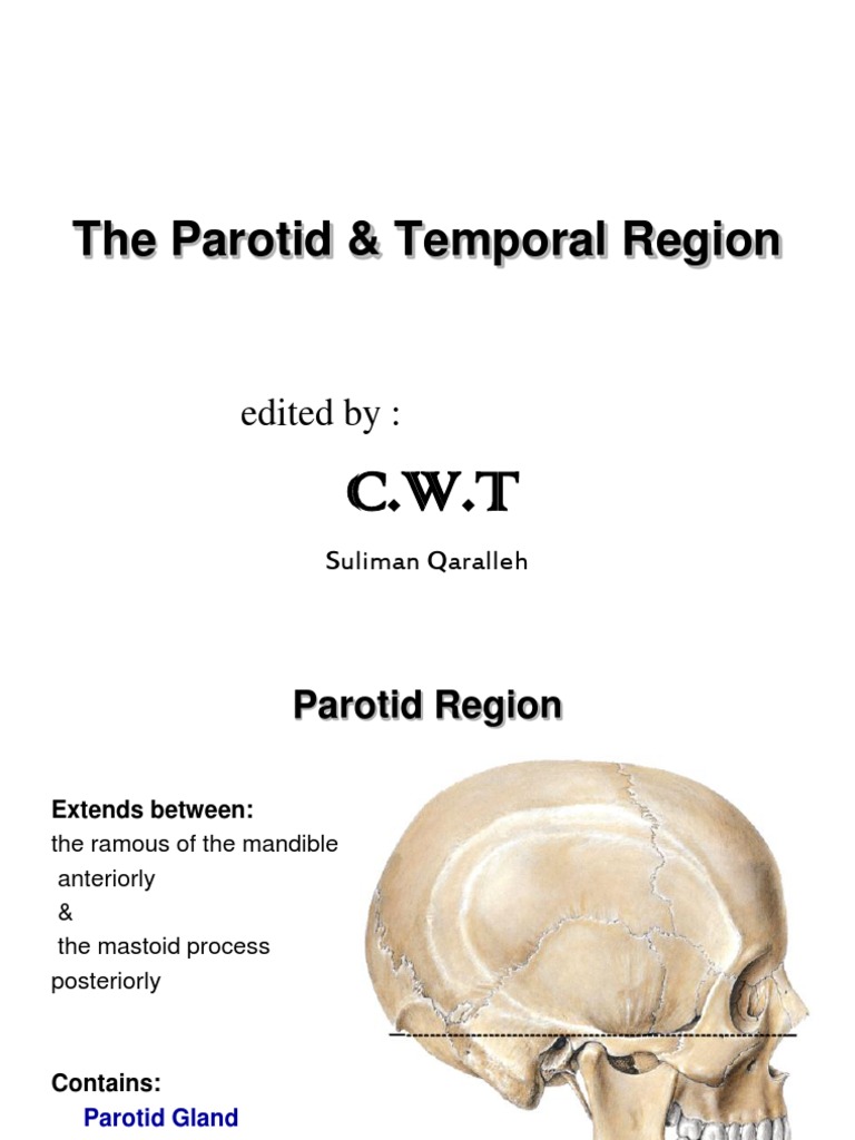 The Parotid Temporal Regions E-Learning | Download Free PDF | Human ...