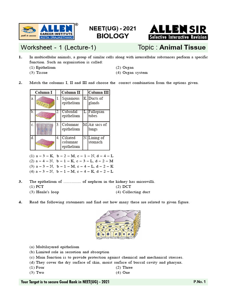 Biology - Work Sheet 1 | PDF | Epithelium | Tissue (Biology)