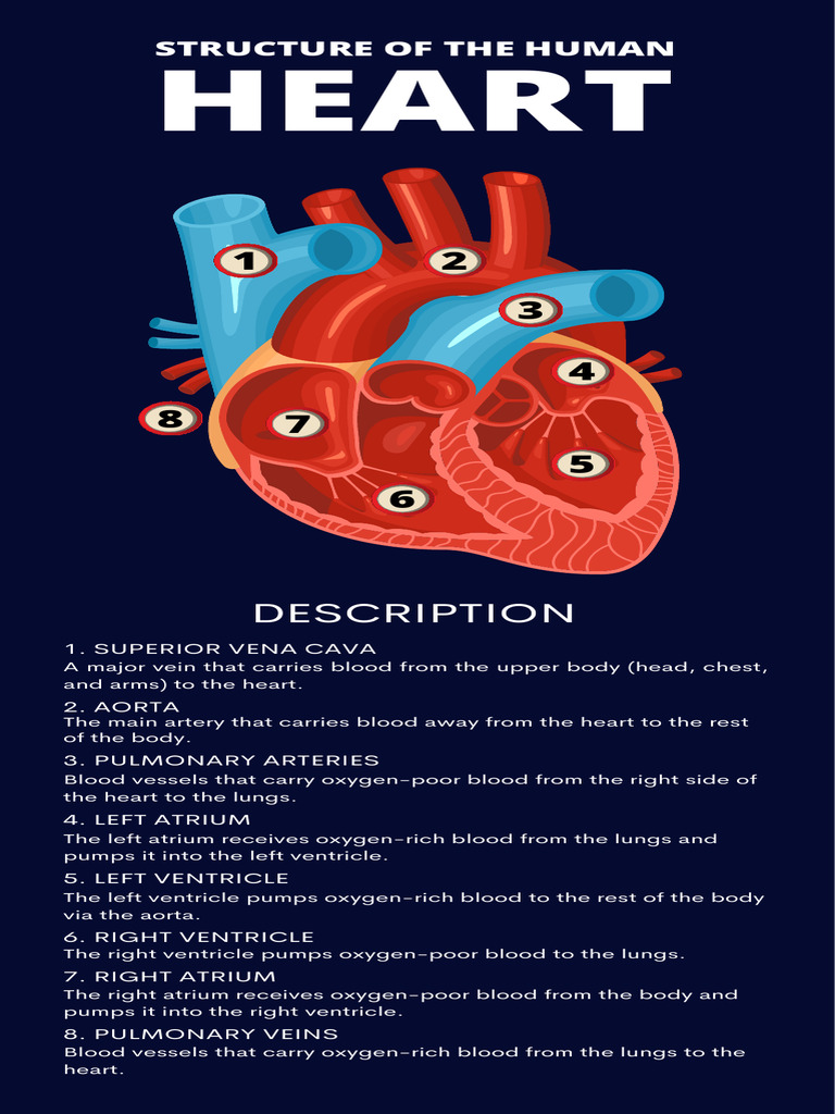 Blue Red Bold Structure of The Human Heart Infographic | PDF