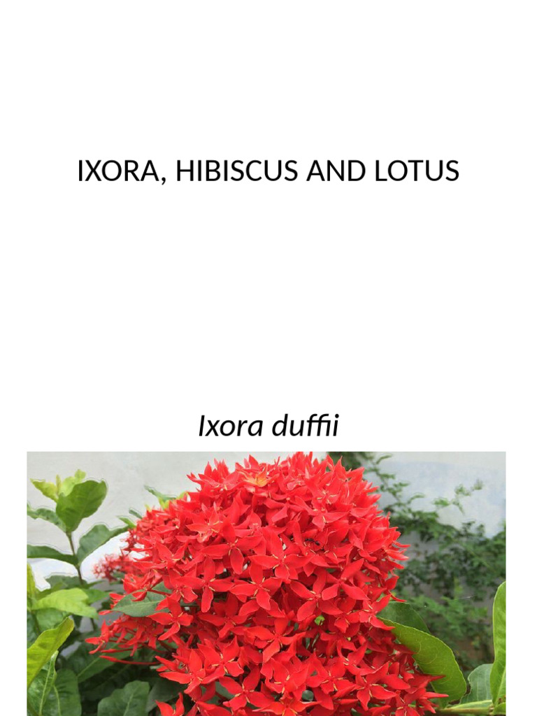 FLG 201 - Ixora, Hibiscus and Lotus - PPT 1 - Agri Junction | PDF