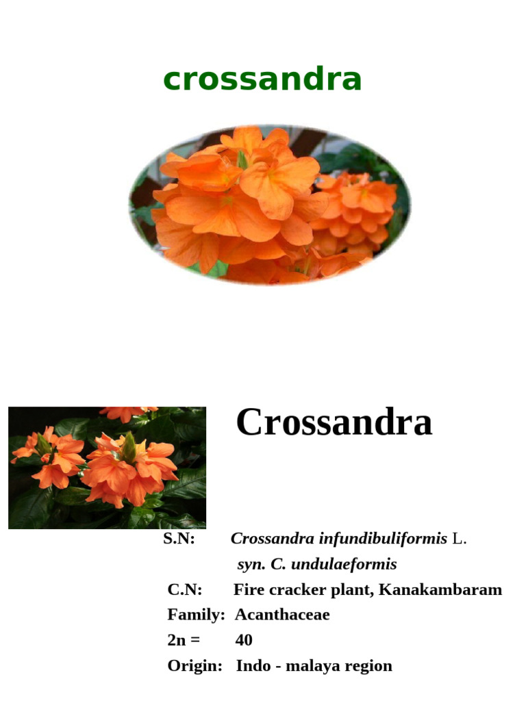 Crossandra: Cultivation and Varieties | PDF | Flowers | Plants